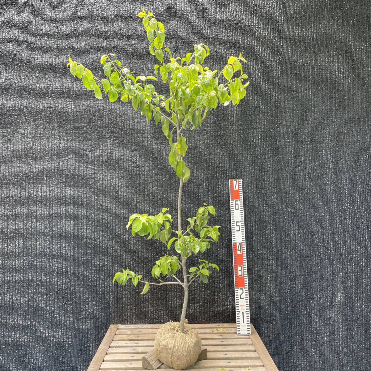 Yahoo!オークション - ソヨゴ・メス【品番1728】庭木・植木・鉢植え