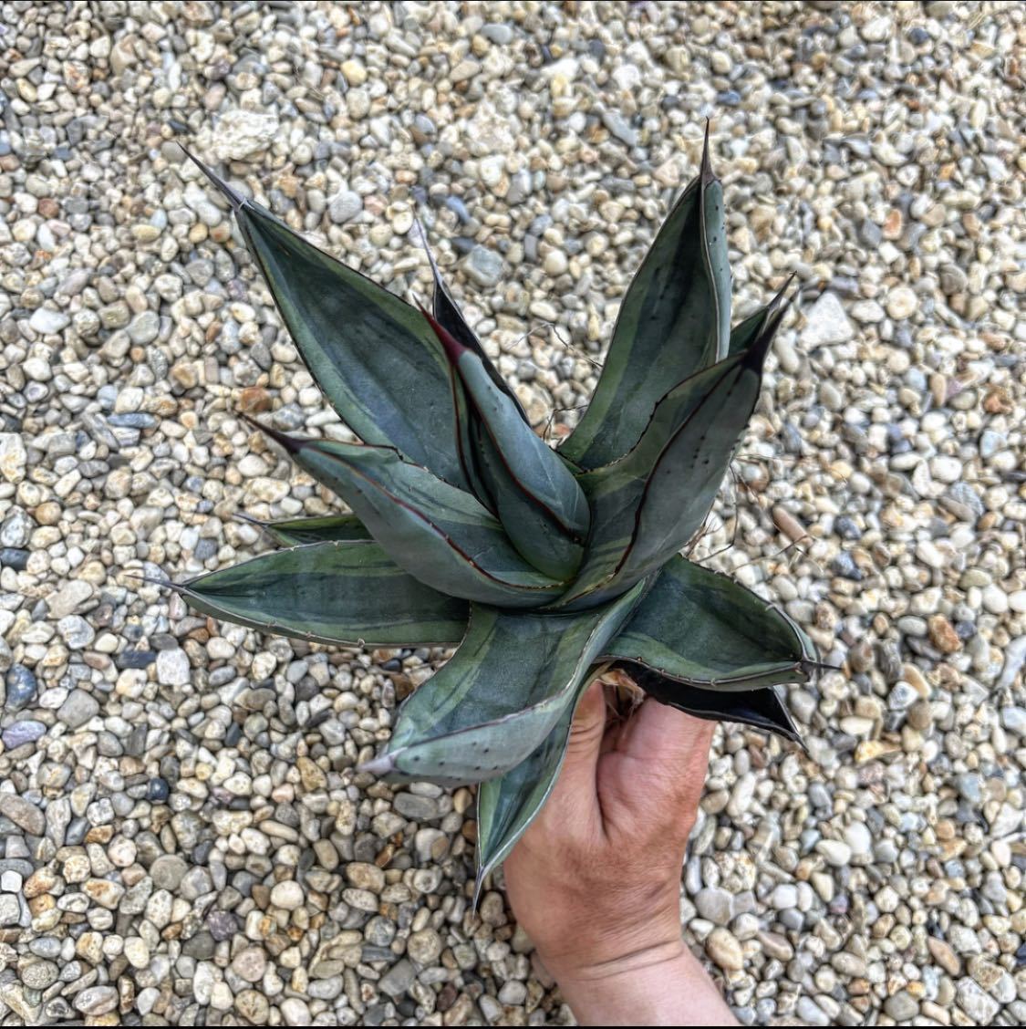 hp 50 アガベ シャークバイト シャークスキン 斑入り osp育成株 w約19cm(アガベ)｜売買されたオークション情報、yahooの商品情報をアーカイブ公開 - オークファン ...