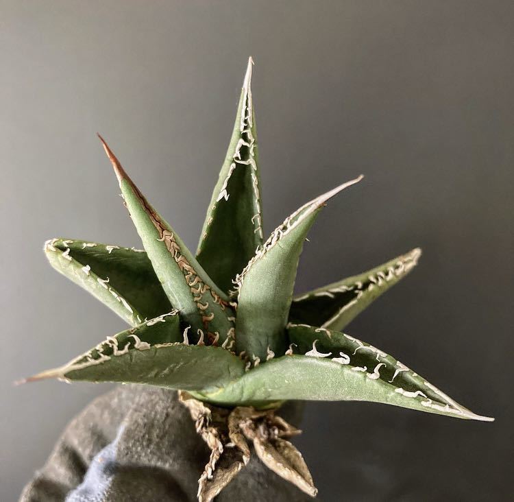 Yahoo!オークション - hp 222 アガベ パープソラム osp育成株 w約8cm