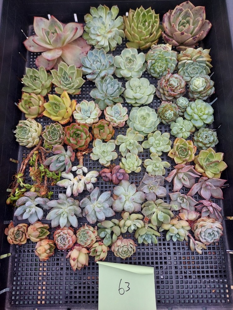 Yahoo!オークション - 0523-Z Mix-63MIXエケベリアセット（お名前付き...