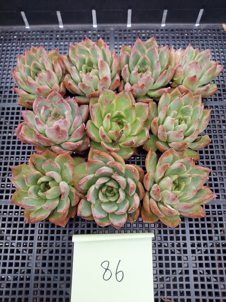 Yahoo!オークション - 0620K-Z032-0989-86フロリディティ10個 多肉植物...