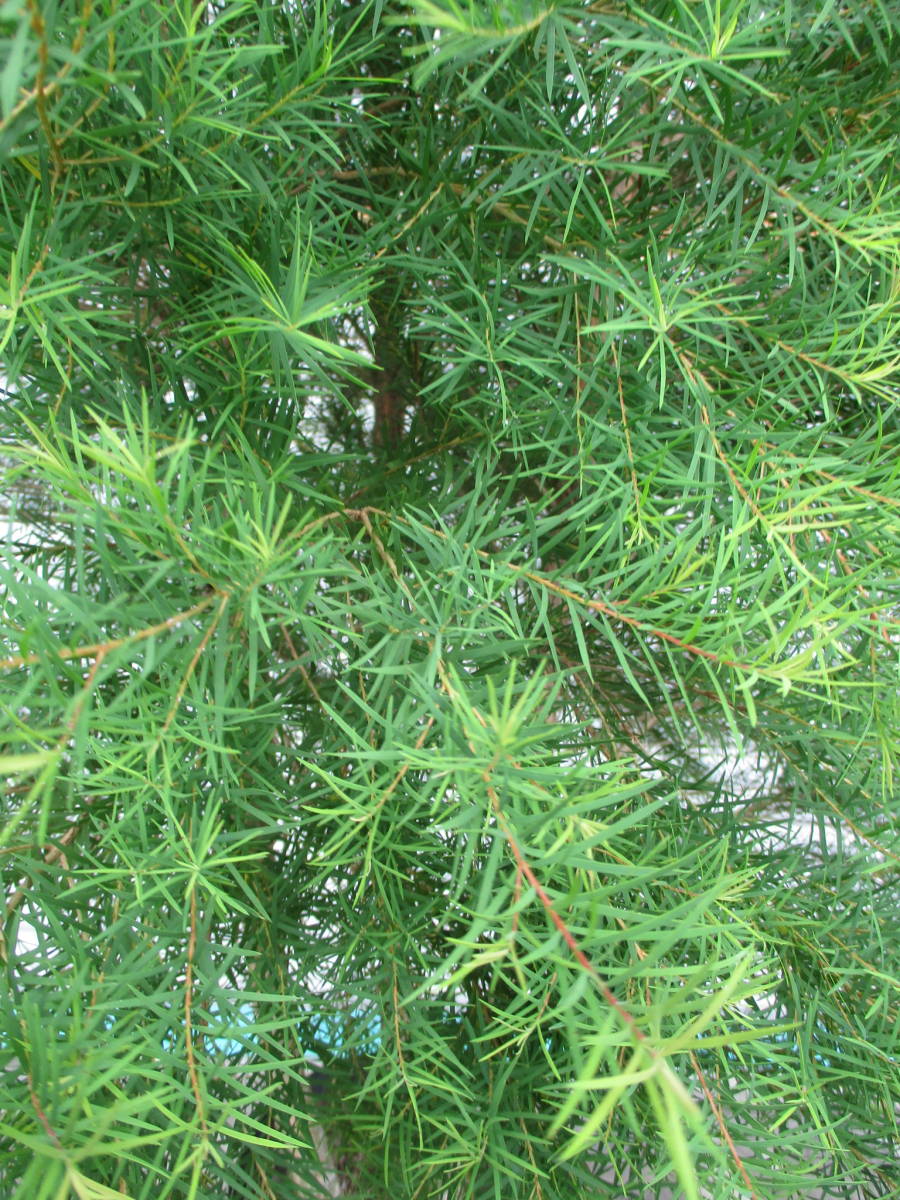 Yahoo!オークション - 九州地方送料無料 他地方送料半額 最高の樹形 メ...