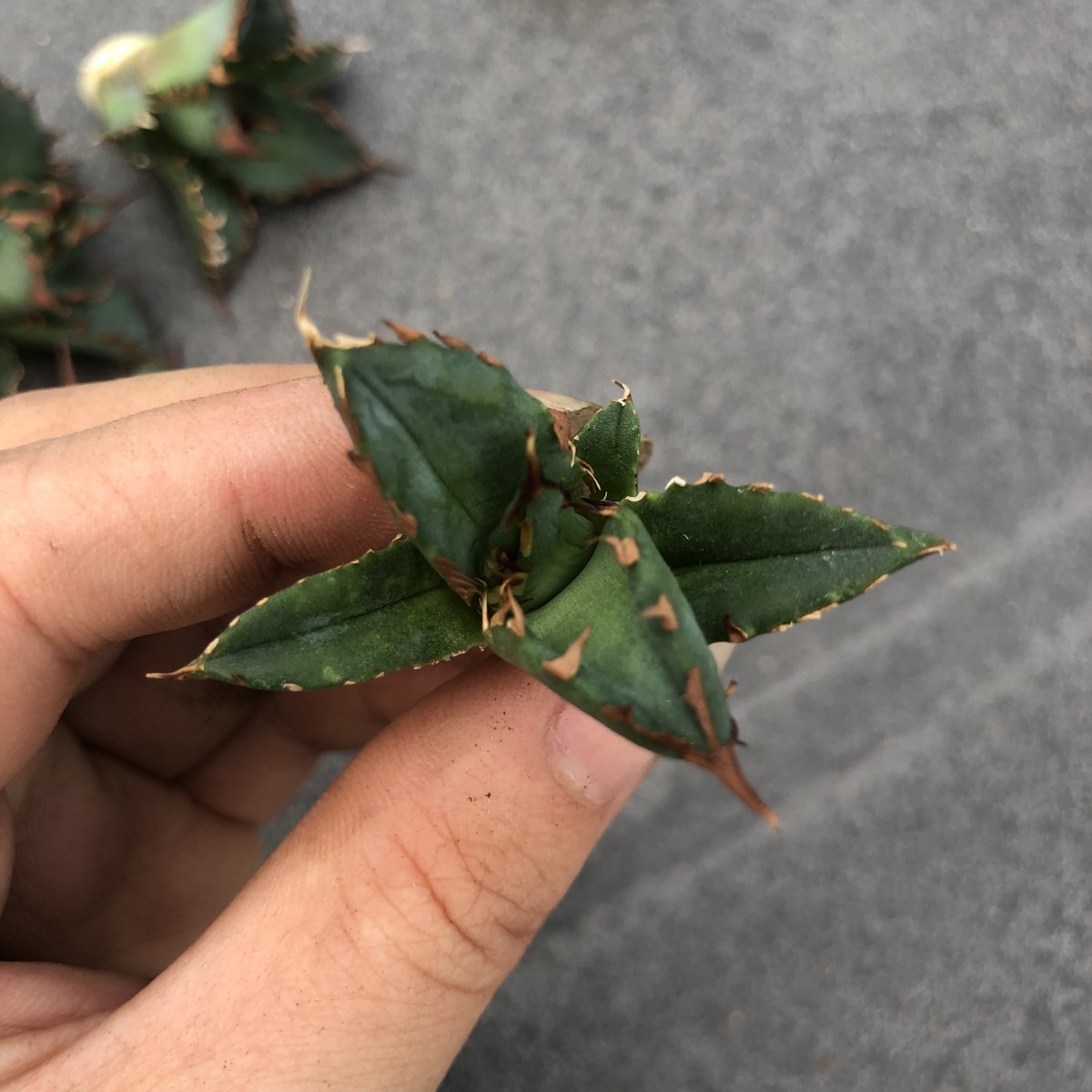 Yahoo!オークション - H34 多肉植物アガベ チタノタ 姫厳竜 強棘 5子株