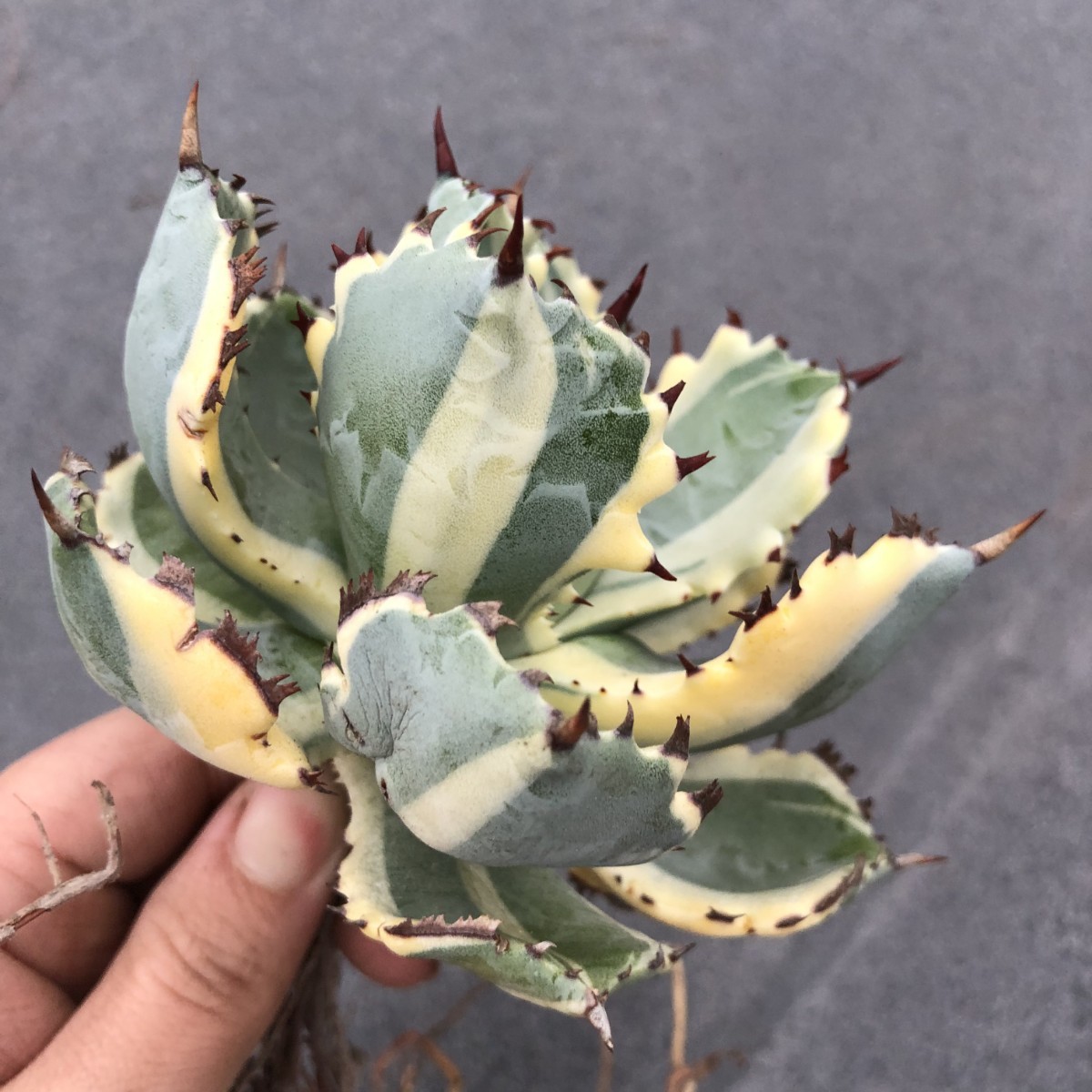 L26 特選 アガベ 多肉植物 王妃カブトガニ錦 王妃兜蟹錦 黄覆輪 極上株 連棘 包葉(アガベ)｜売買されたオークション情報、yahooの商品情報をアーカイブ公開 - オークファン ...