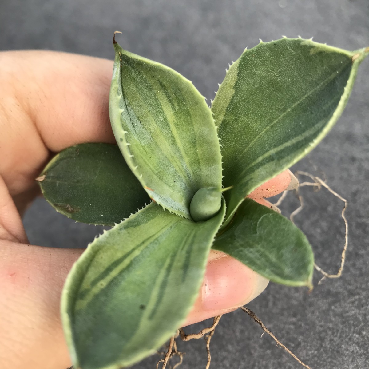 Yahoo!オークション - R14 アガベ パリー トランカータ ライムストリー...