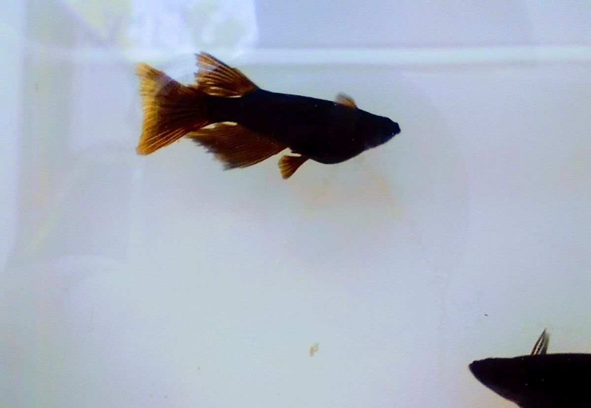 gur様専用 ポニョめだか 20個＋α カイジRLF 有精卵 20個＋α｜PayPayフリマ