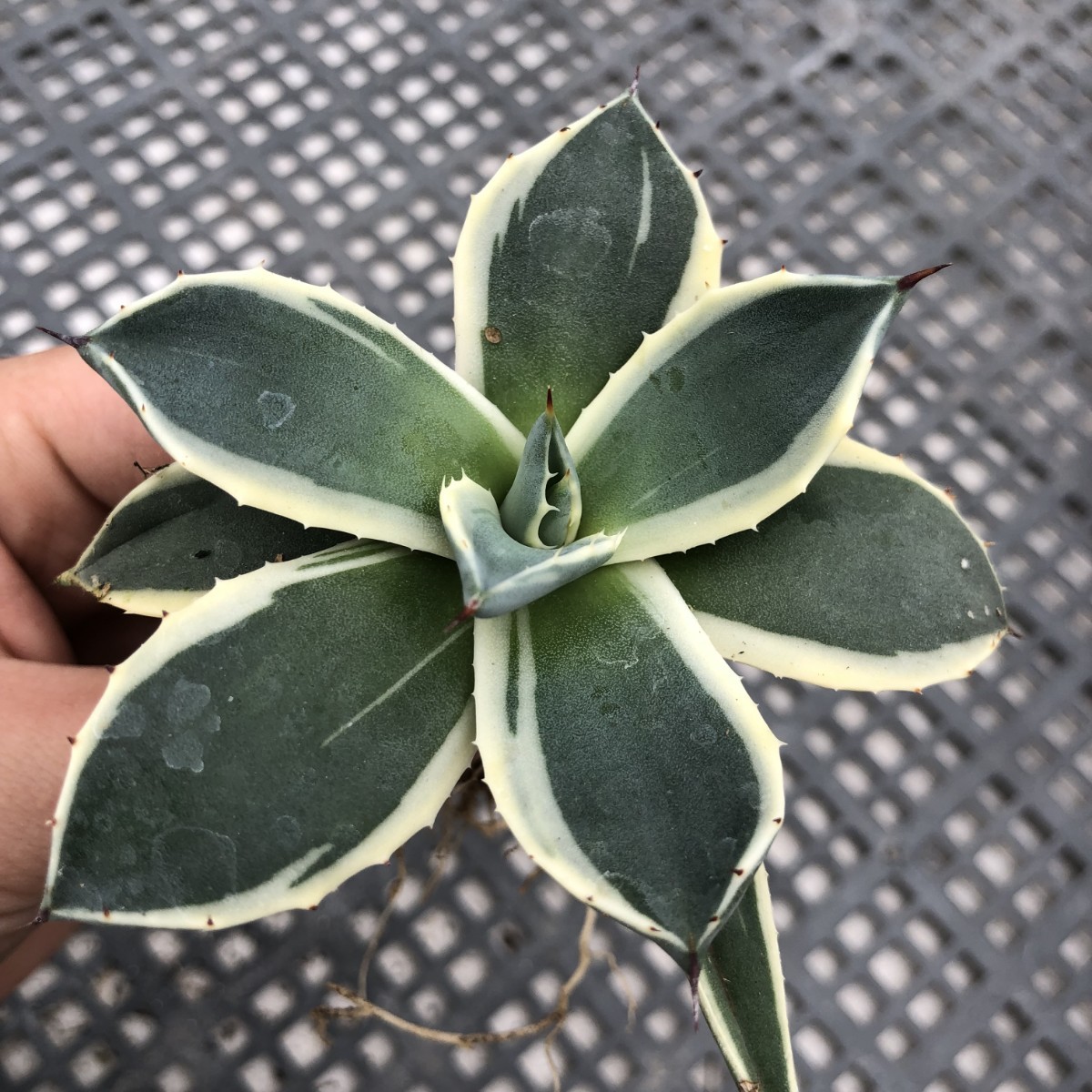 Yahoo!オークション - 24B アガベ メリコ錦 クリームスパイク