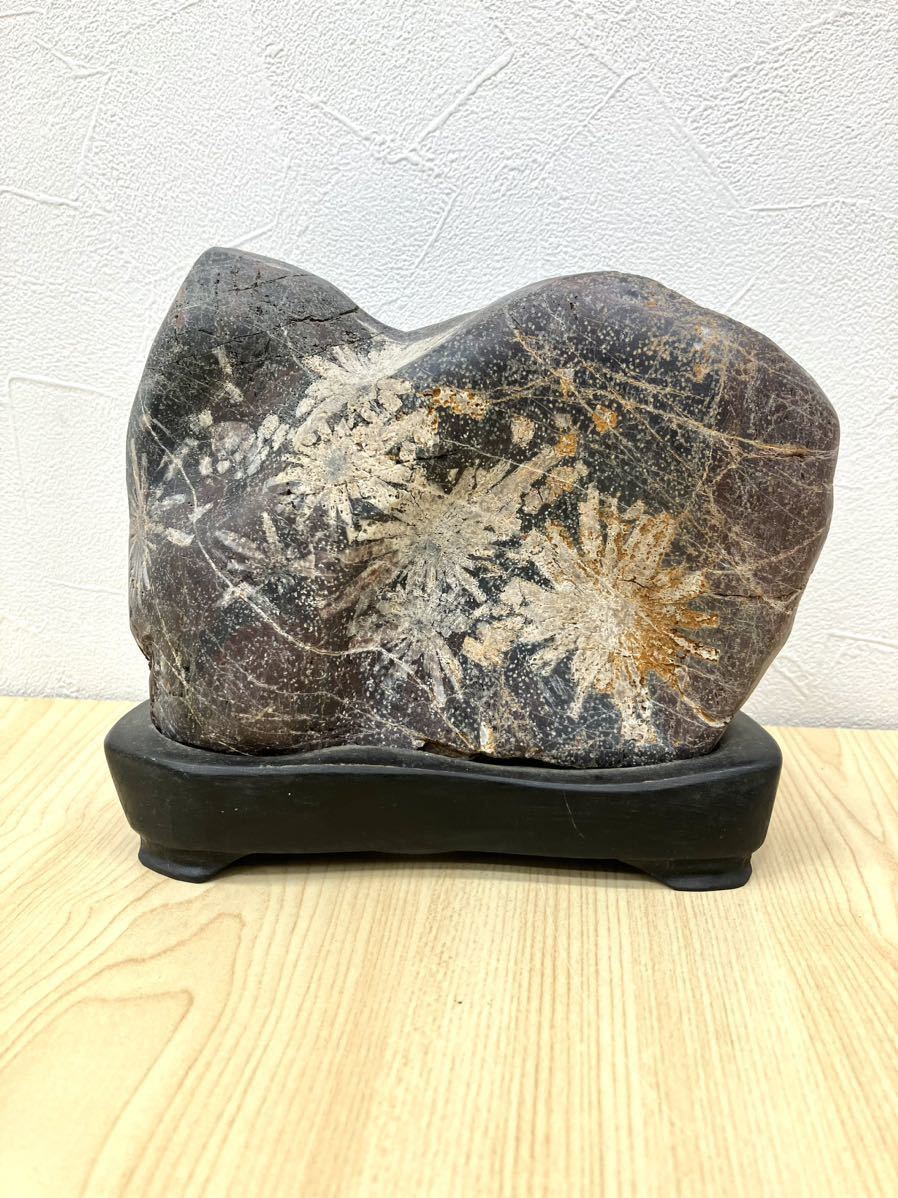 Yahoo!オークション - 「2196」菊花石 梅花石 鑑賞石 観賞石 盆石 飾石...