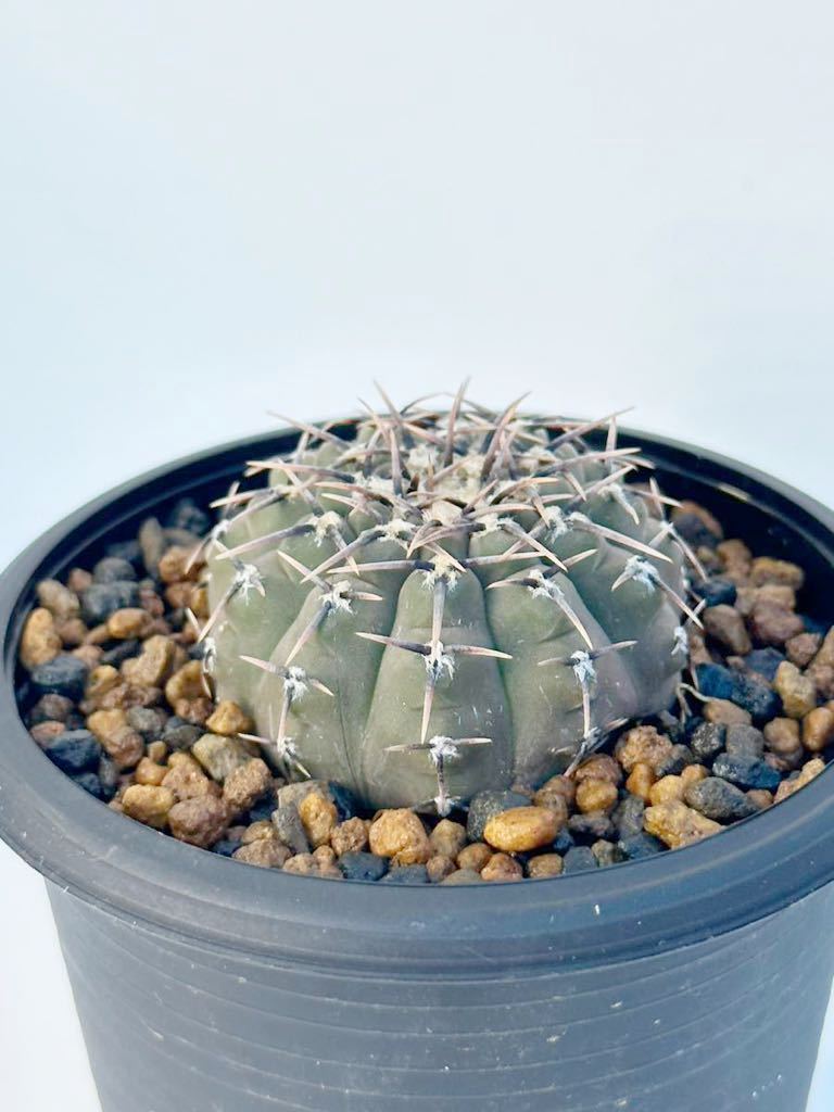 Yahoo!オークション - Gymnocalycium asterium ギムノカリキウム 黒棘...