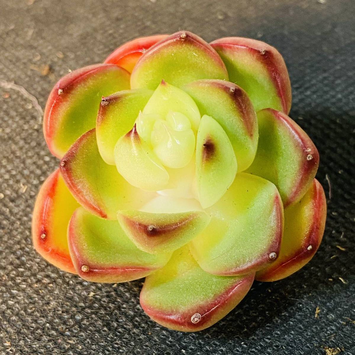 Yahoo!オークション - J156 マルボロ 1株 多肉植物 エケベリア