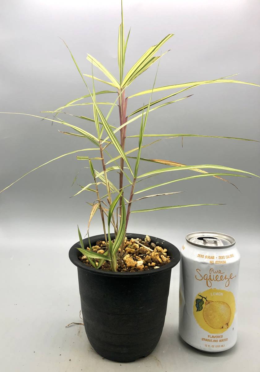 0730-08 ビワコアシ 白黄中押斑 レアプランツ/珍しい植物/山野草/古典園芸/盆栽/庭木/アシ(その他)｜売買されたオークション情報、yahooの商品情報をアーカイブ公開 ...