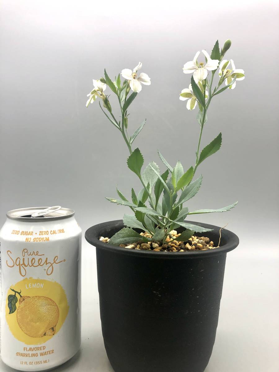 Yahoo!オークション - 0712-12 グーデニア アルビフローラ【Goodenia a...