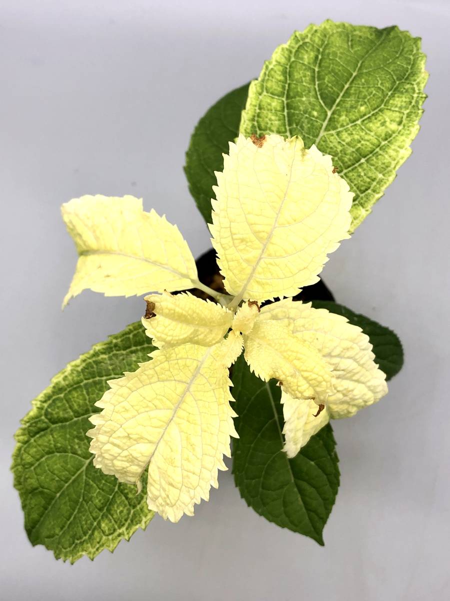 Yahoo!オークション - 0712-49 ヤマアジサイ‘紅冠雪‘ レアプランツ/...