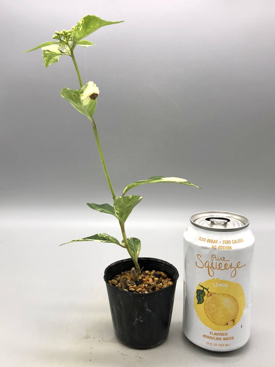 Yahoo!オークション - 0716-20 フユアジサイ【斑入り】 レアプランツ/...