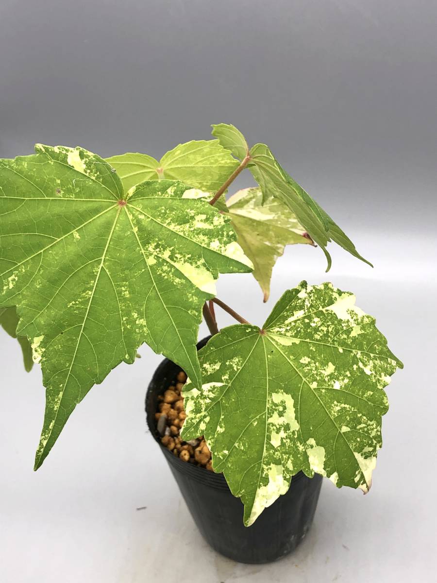 Yahoo!オークション - 0730-04 フヨウ【ピンク八重・斑入り】 レアプラ...