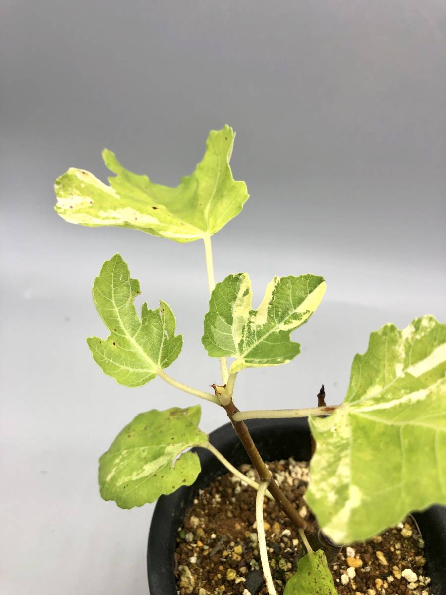 Yahoo!オークション - 0730-06 イチジク ‘マスイドーフィン‘【斑入り...