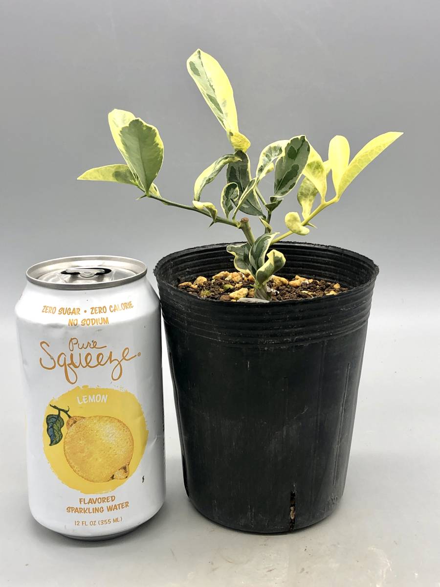 Yahoo!オークション - 0730-09 キンズ【白覆輪】 レアプランツ/珍しい...