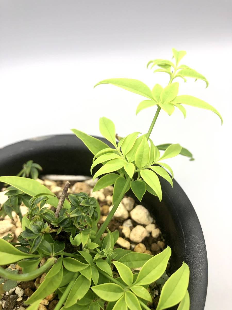 Yahoo!オークション - 0730-12 ササバナンテン‘細雪‘【半折鶴】 レア...