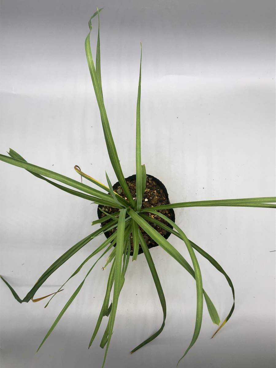 Yahoo!オークション - 0717-27 ネコヤマユウスゲ【小型夕菅・広島県産...