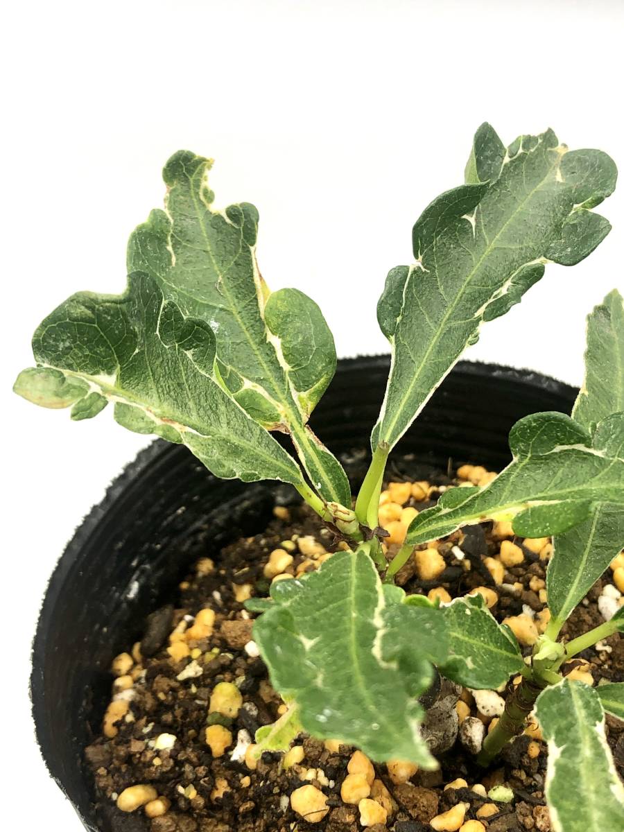 Yahoo!オークション - 0730-35 イヌビワ 【三光斑】レアプランツ/珍し...