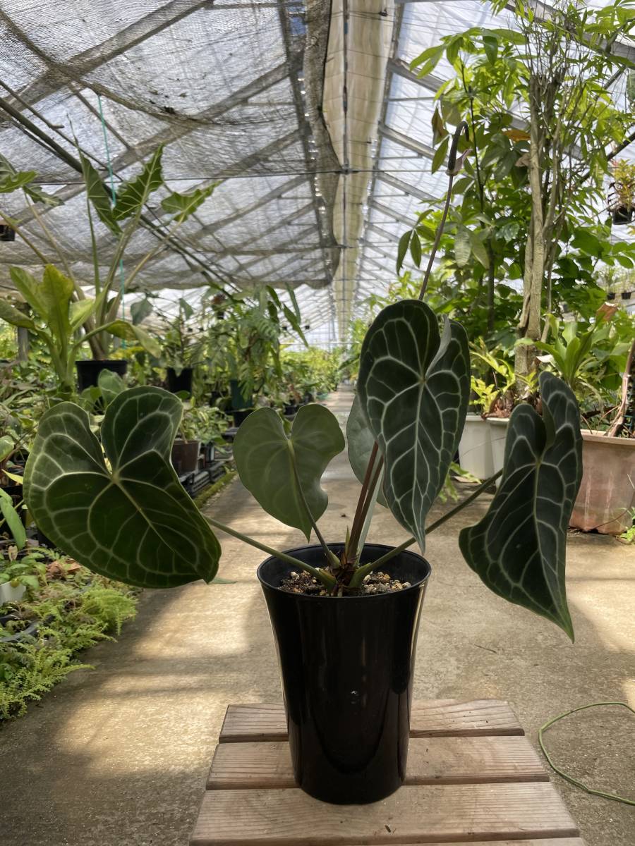 Yahoo!オークション - アンスリウム・クラリネルビウム Anthurium Clar...