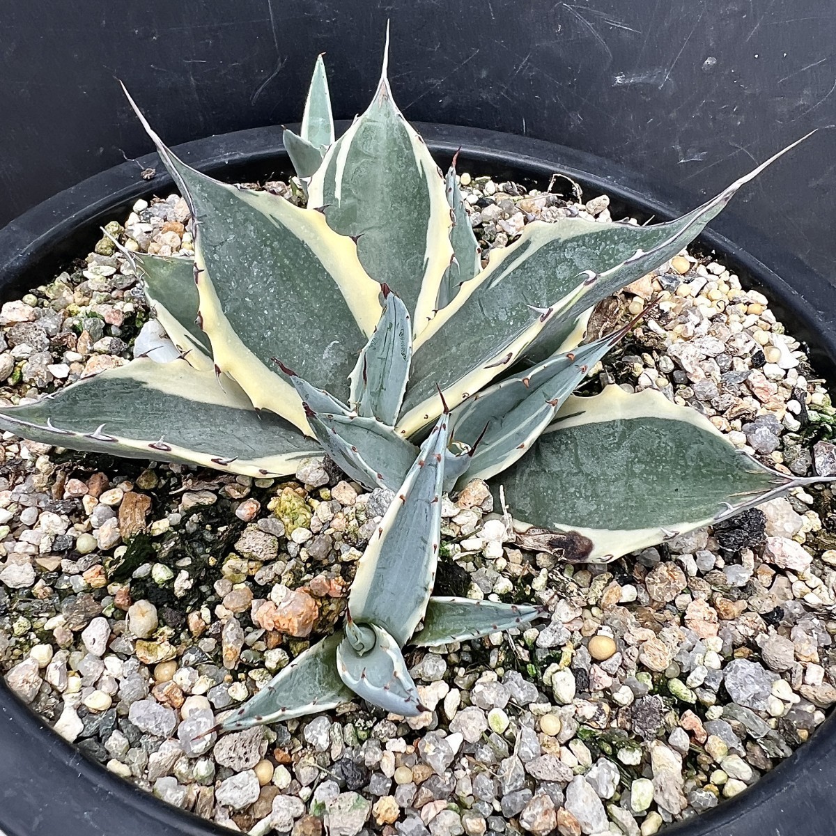 B63 B62 厳選 アガベ パラサナ インプレッショニスト 極上子株1株(アガベ)｜売買されたオークション情報、yahooの商品情報をアーカイブ公開 - オークファン（aucfan.com）