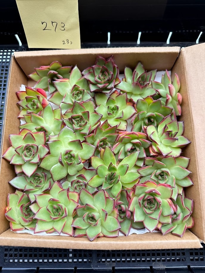 Yahoo!オークション - 0627-H051-RDD081-273 ジゼル23個 多肉植物エケ...