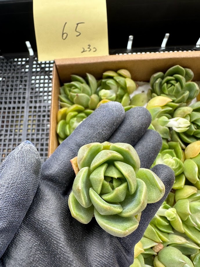 Yahoo!オークション - 0704-H-T0116-65 ホワイトローズ23個（徒長）多...