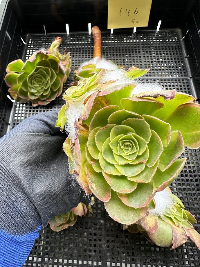 Yahoo!オークション - 0704K-H-T1221-146 アエオニウム ミルクホワイト...