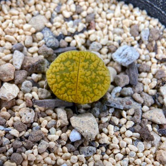 Yahoo!オークション - 「実生」黄日輪玉 'Betty's Beryl' C389 多肉植...