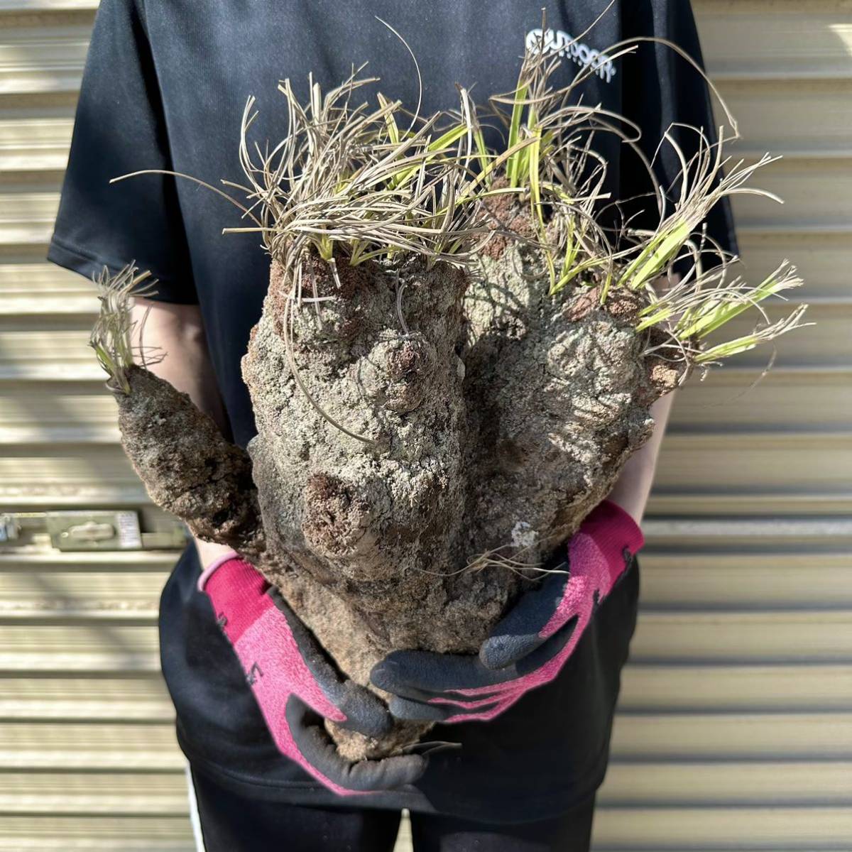 79 Xerophyta trichophylla / キセロフィタ トリコフィラ [検 79 Xerophyta trichophylla / キセロフィタ トリコフィラ [検