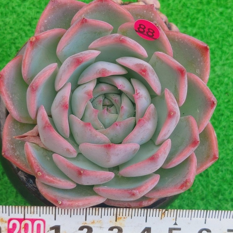 Yahoo!オークション - 0708-P288 エストレーラ エケベリア 多肉植物 韓...