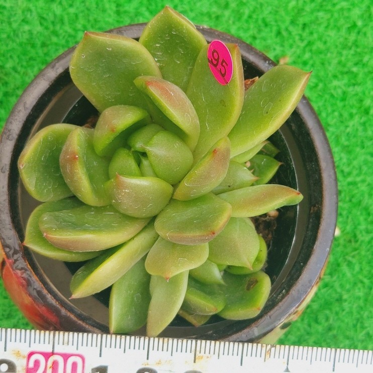 Yahoo!オークション - 0708-P295 グリーンゼリー エケベリア 多肉植物 ...