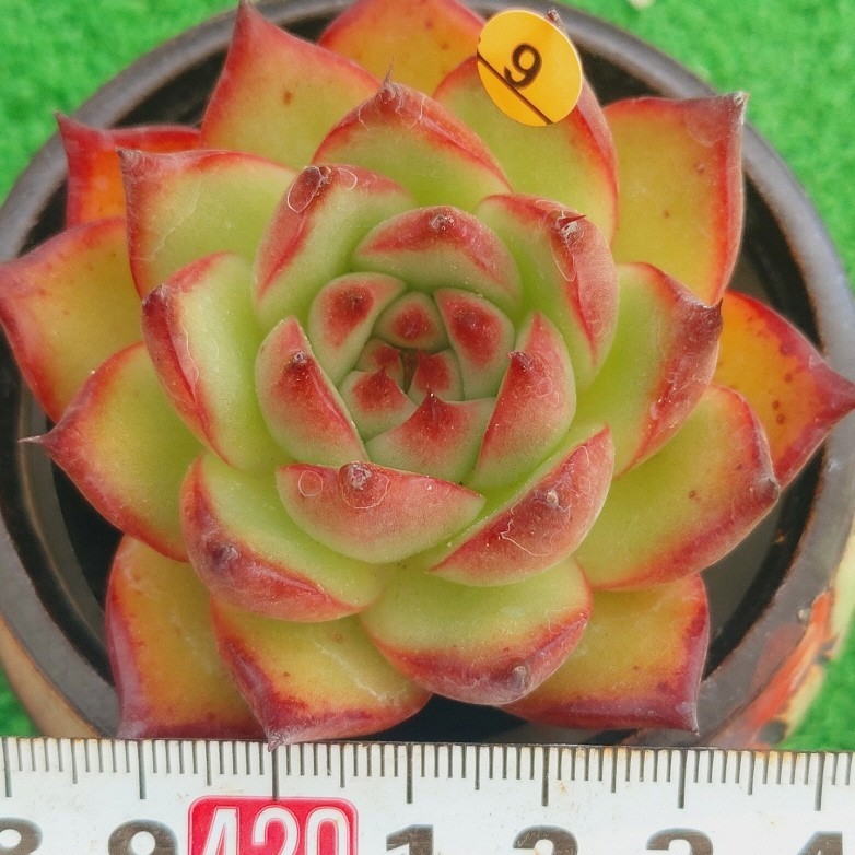 Yahoo!オークション - 0708-O309 Cherryline エケベリア 多肉植物 韓国...