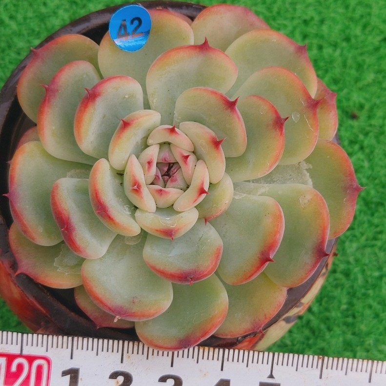 Yahoo!オークション - 0704-B042 イェローマルセル エケベリア 多肉植...