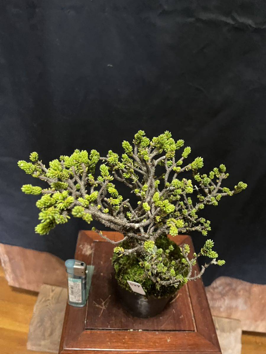 蝦夷松 小品盆栽 589(松)｜売買されたオークション情報、yahooの商品情報をアーカイブ公開 - オークファン（aucfan.com）