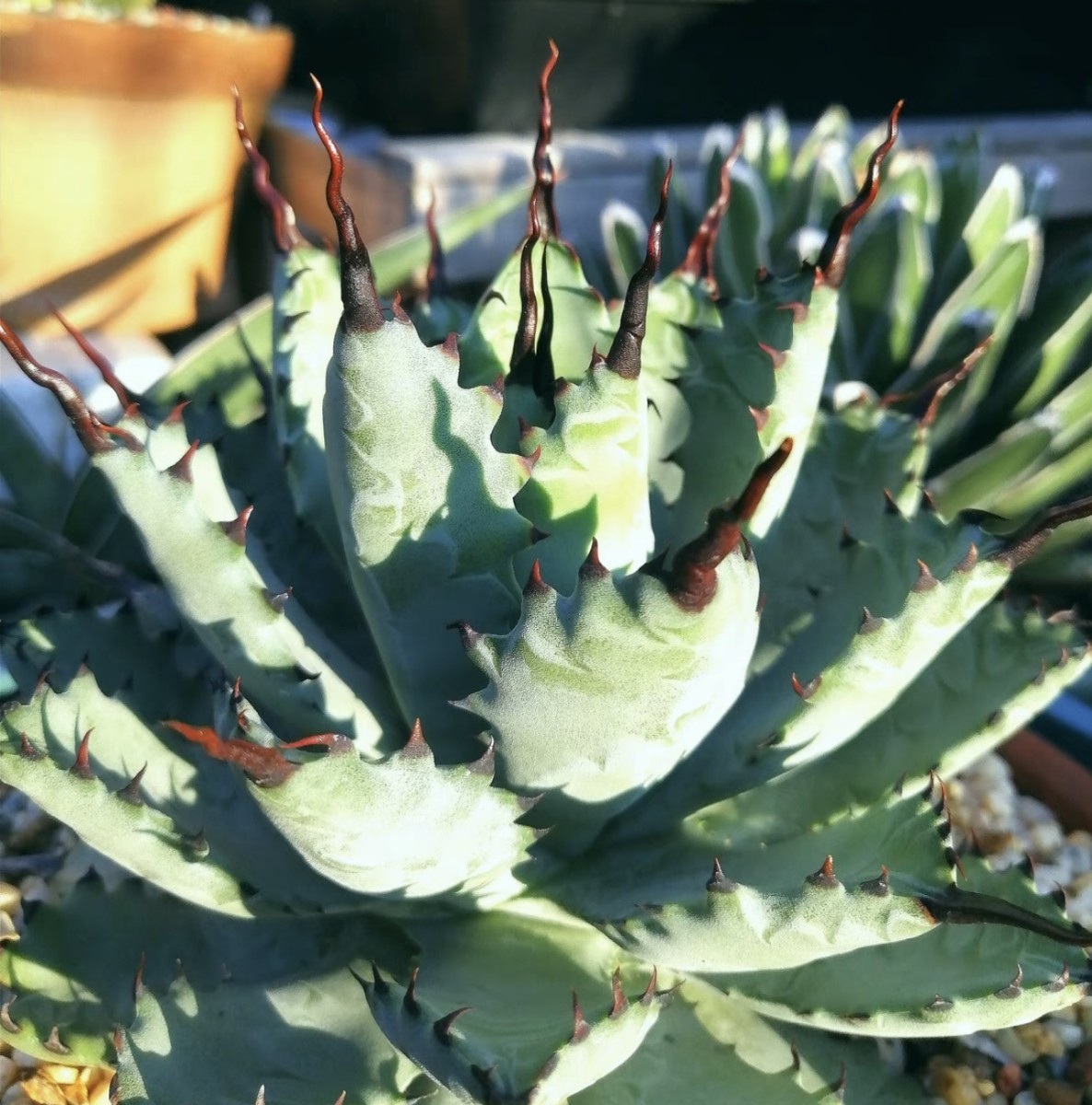 Yahoo!オークション - Z22 多肉植物 アガベ 強曲棘八荒雷神 子株