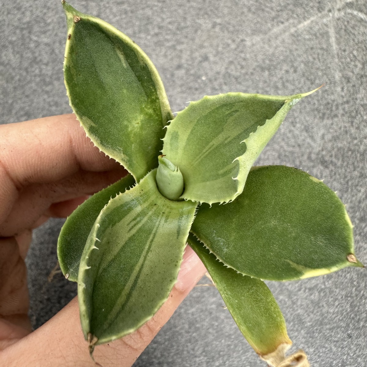 Yahoo!オークション - Z19 多肉植物アガベ パリー トランカータ ライム...