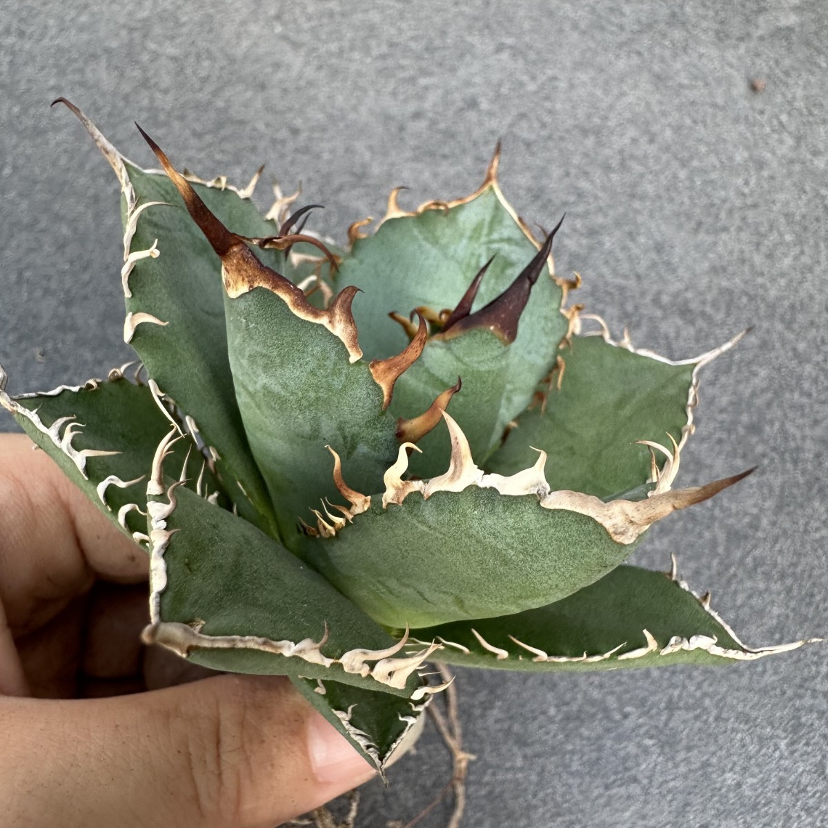 Yahoo!オークション - N51 多肉植物アガベ agave チタノタ 強棘霸王竜...