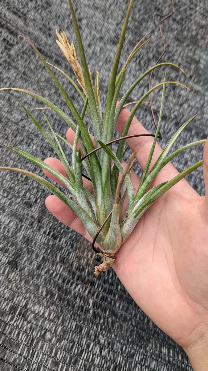 Yahoo!オークション - Tillandsia 'Tami Okuda'（T. baileyi x ‘Joel...