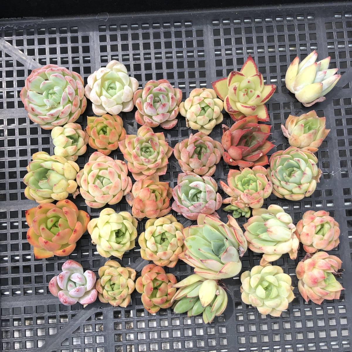 Yahoo!オークション - Top エケベリア 30個 0712-ON-49多肉植物 韓国 ...