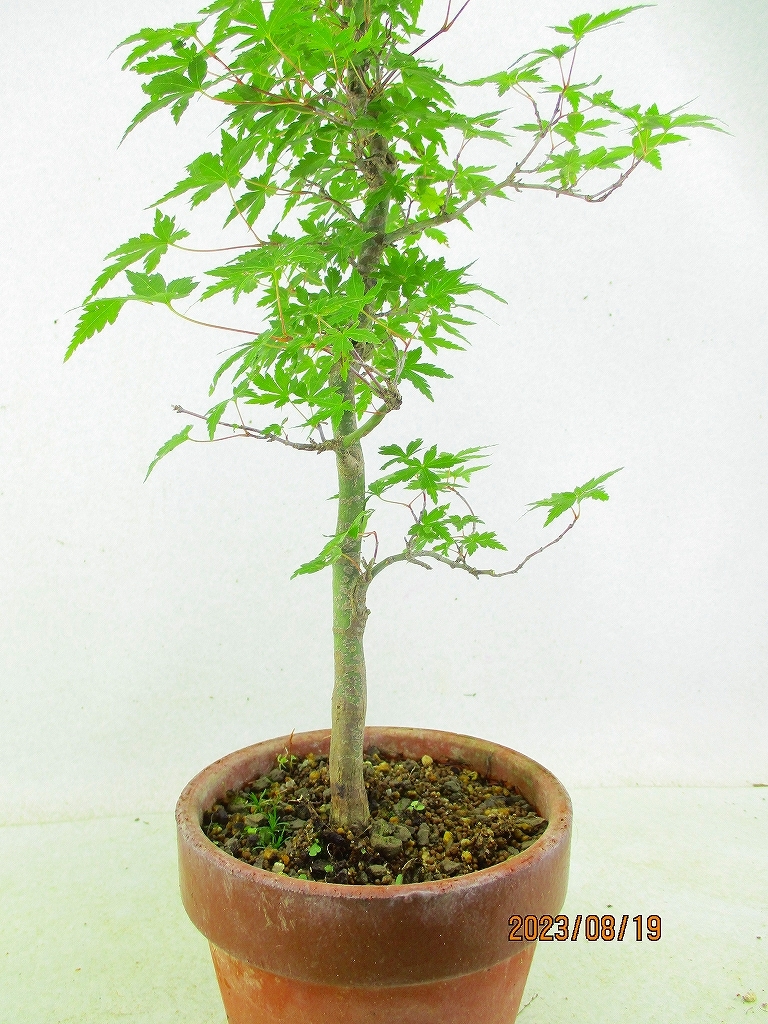 Yahoo!オークション - [野風盆栽流通] モミジ (8787駄温鉢)全高 58㎝