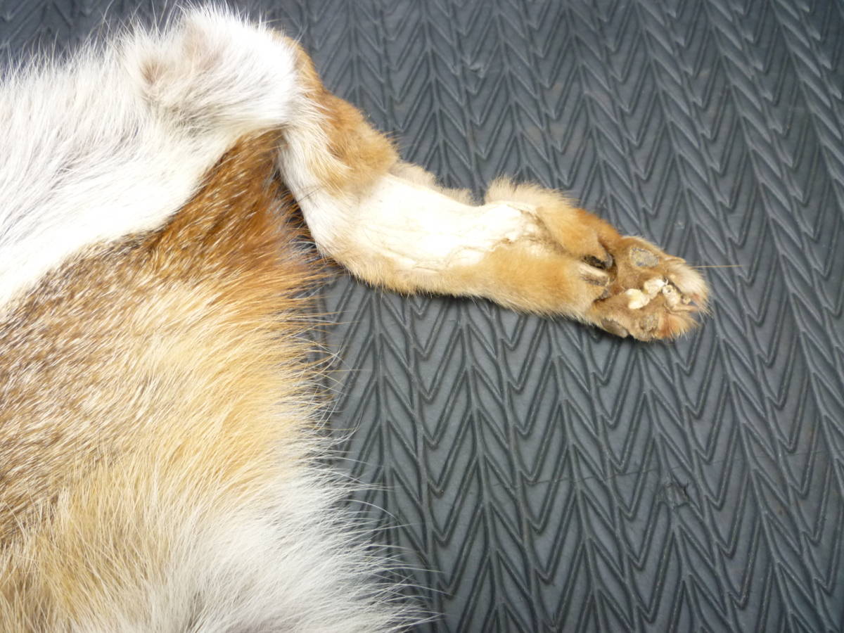 ①手足爪あり 狐 きつね キツネ 毛皮 原皮 キャンプ 敷物 マタギ ①手足爪あり 狐 きつね キツネ 毛皮 原皮 キャンプ 敷物 マタギ