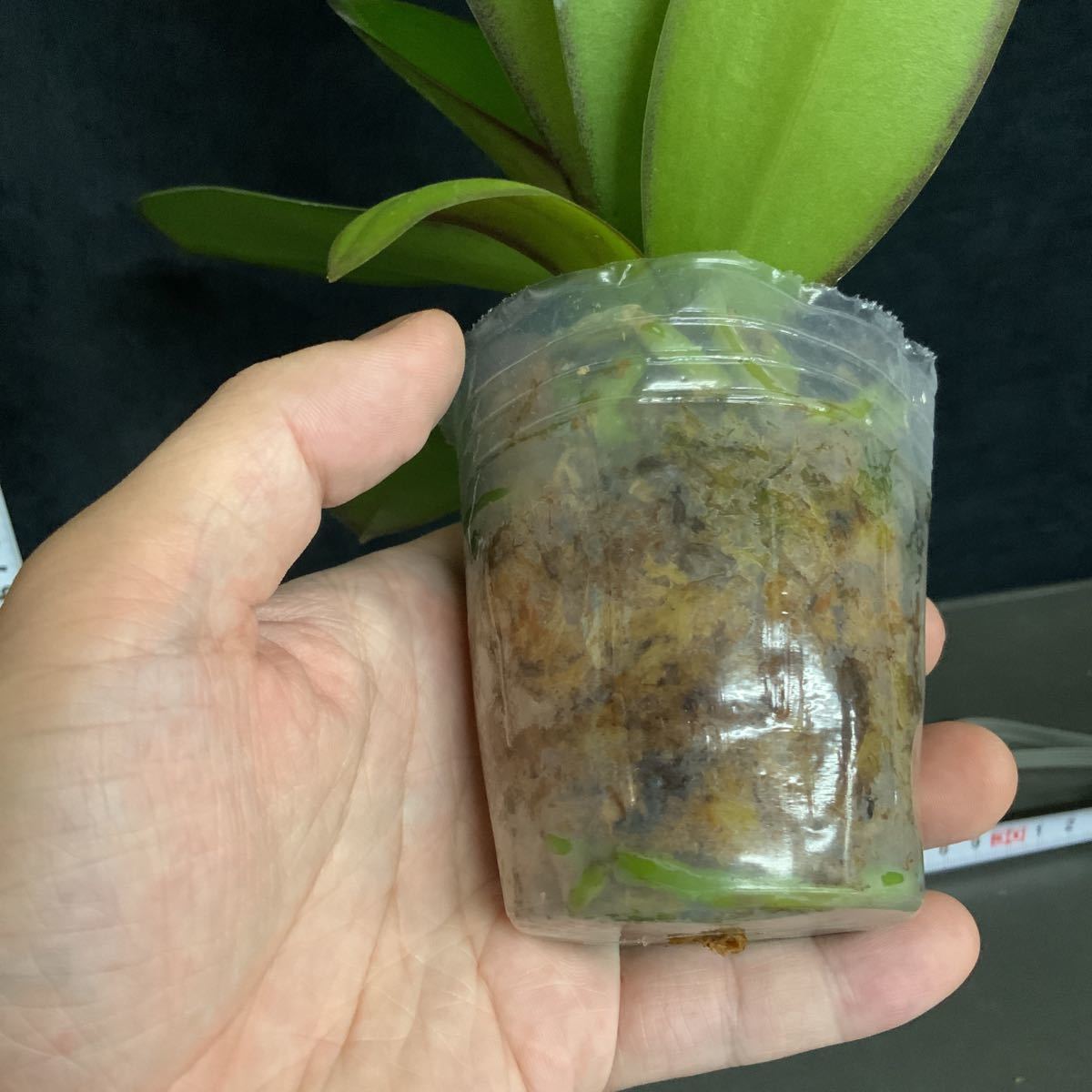 Yahoo!オークション - (^ ^)(971)洋蘭 Phal. Miki Tipsy '86'