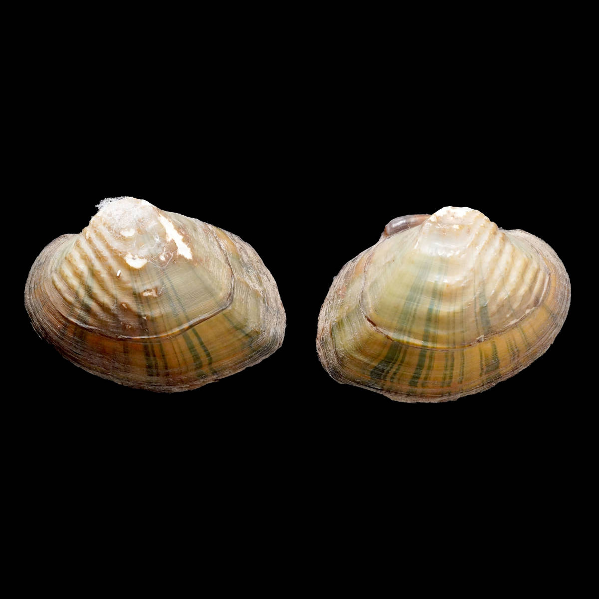 Yahoo!オークション - Unionoidea-0016 ウロコシナイシガイ Acuticosta...