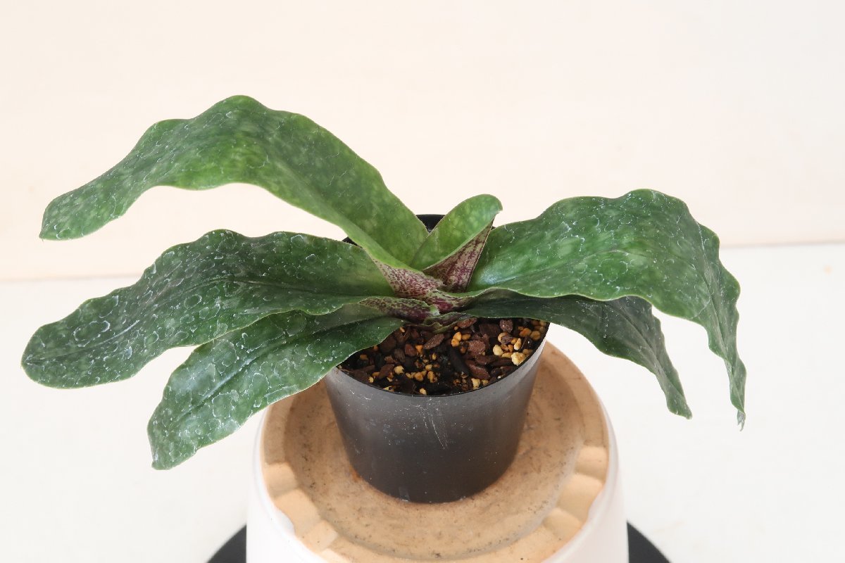 Yahoo!オークション - 値引再出品 洋蘭 パフィオ TA10128 TB17-51 Paph...