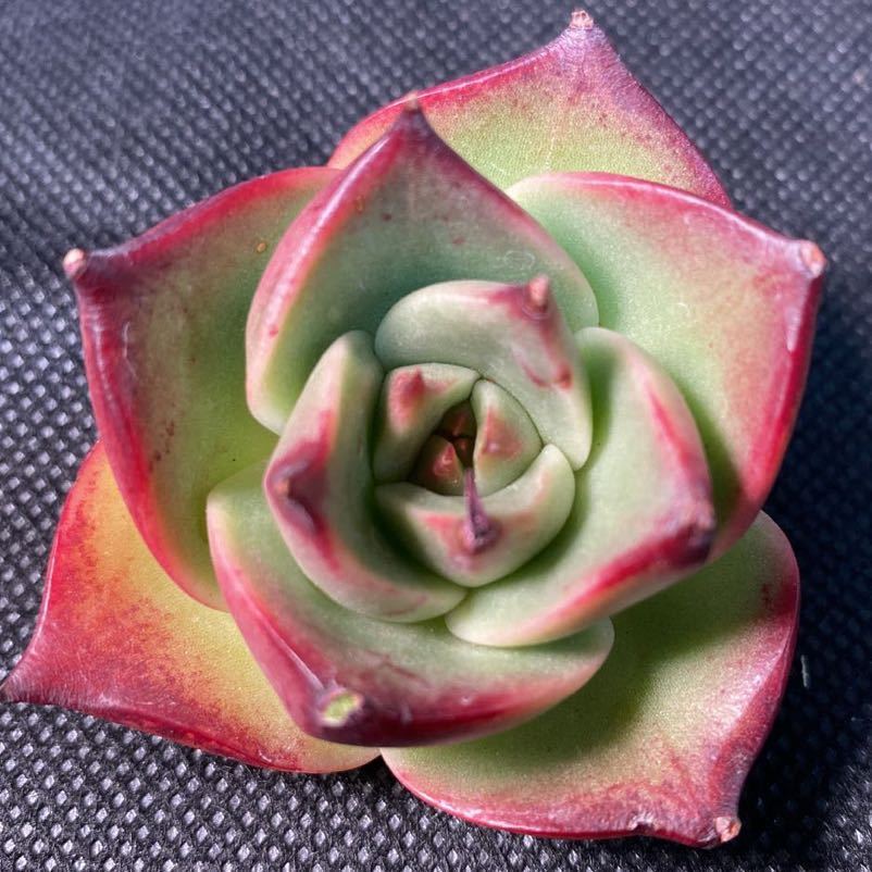 Yahoo!オークション - N17 マタドール 多肉植物エケベリア