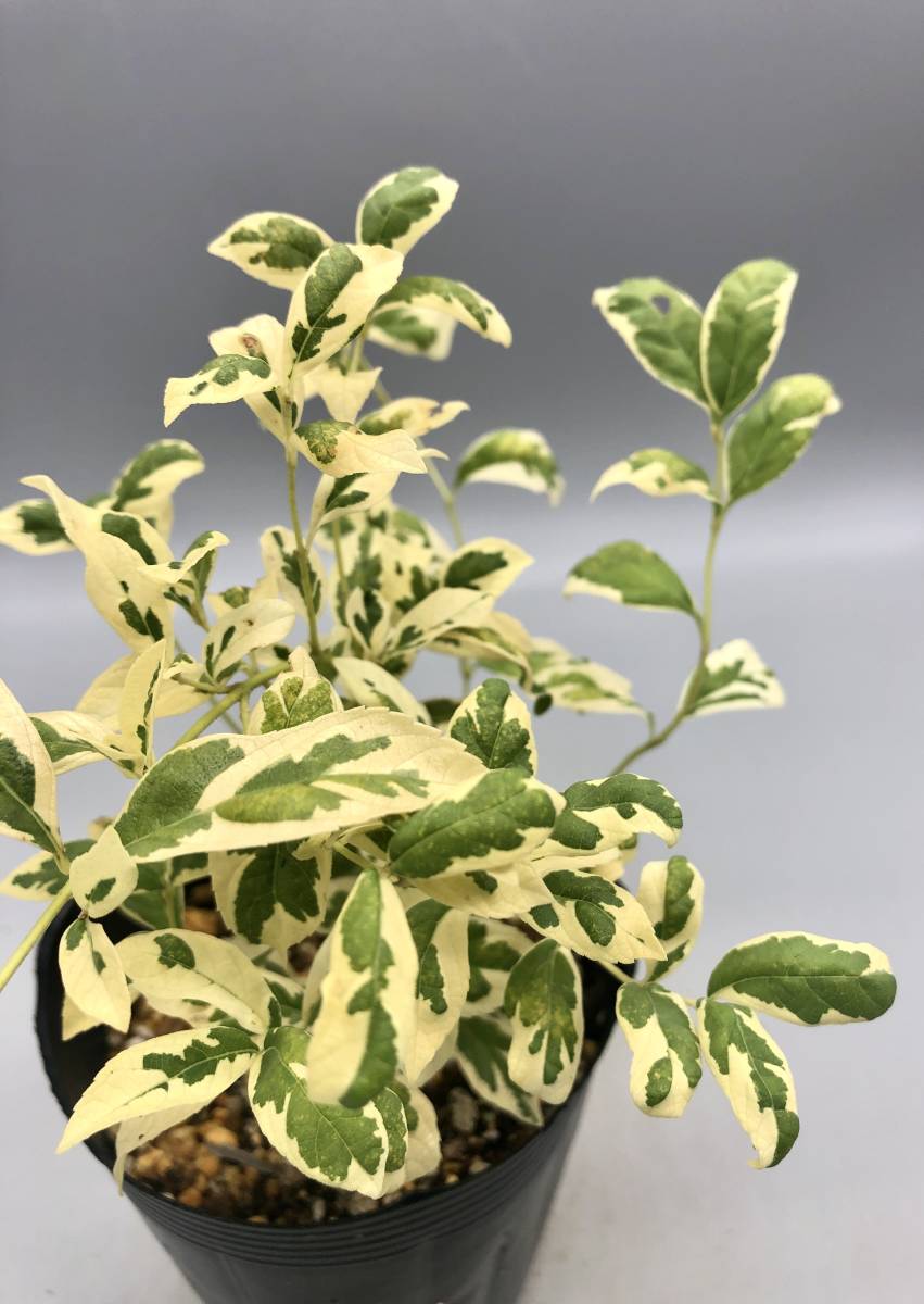 ヤフオク! - 0903-08 ムラサキシキブ【白花・白実・覆輪】レ...