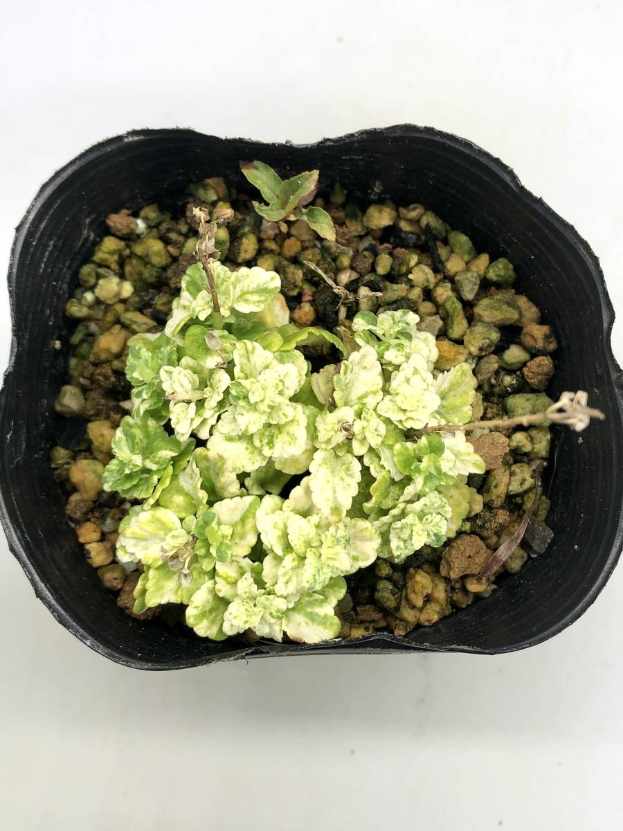 0805-05 初出し コバノタツナミソウ 白散斑 レアプランツ/珍しい植物/山野草/古典園芸/盆栽/斑入り(その他)｜売買されたオークション情報、yahooの商品情報をアーカイブ公開 ...