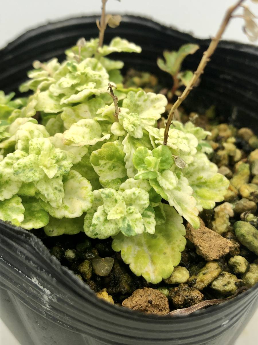 Yahoo!オークション - 0805-05 初出し コバノタツナミソウ【白散斑】